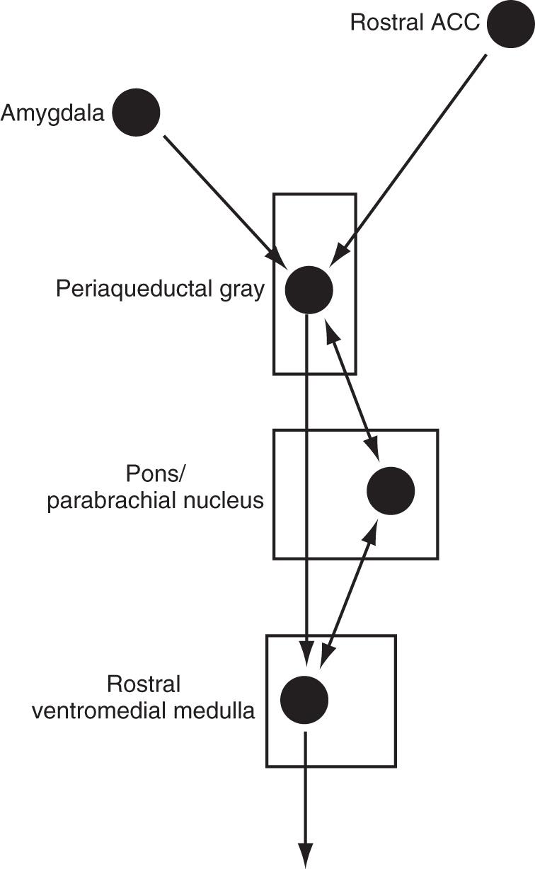 Pain Patients - Clinical Tree