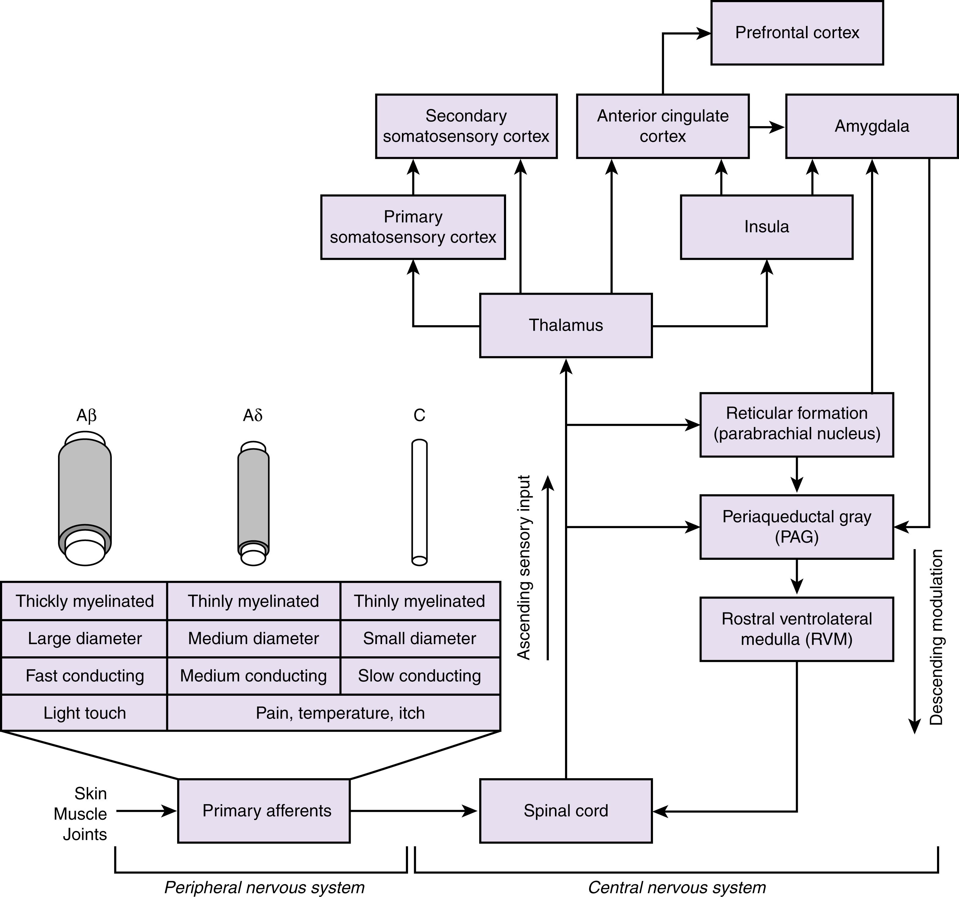 Pain and Its Assessment - Clinical Tree