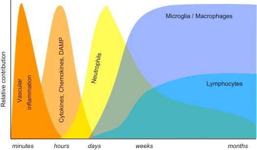 Pathophysiology of the Peripheral Immune Response in Acute Ischemic ...
