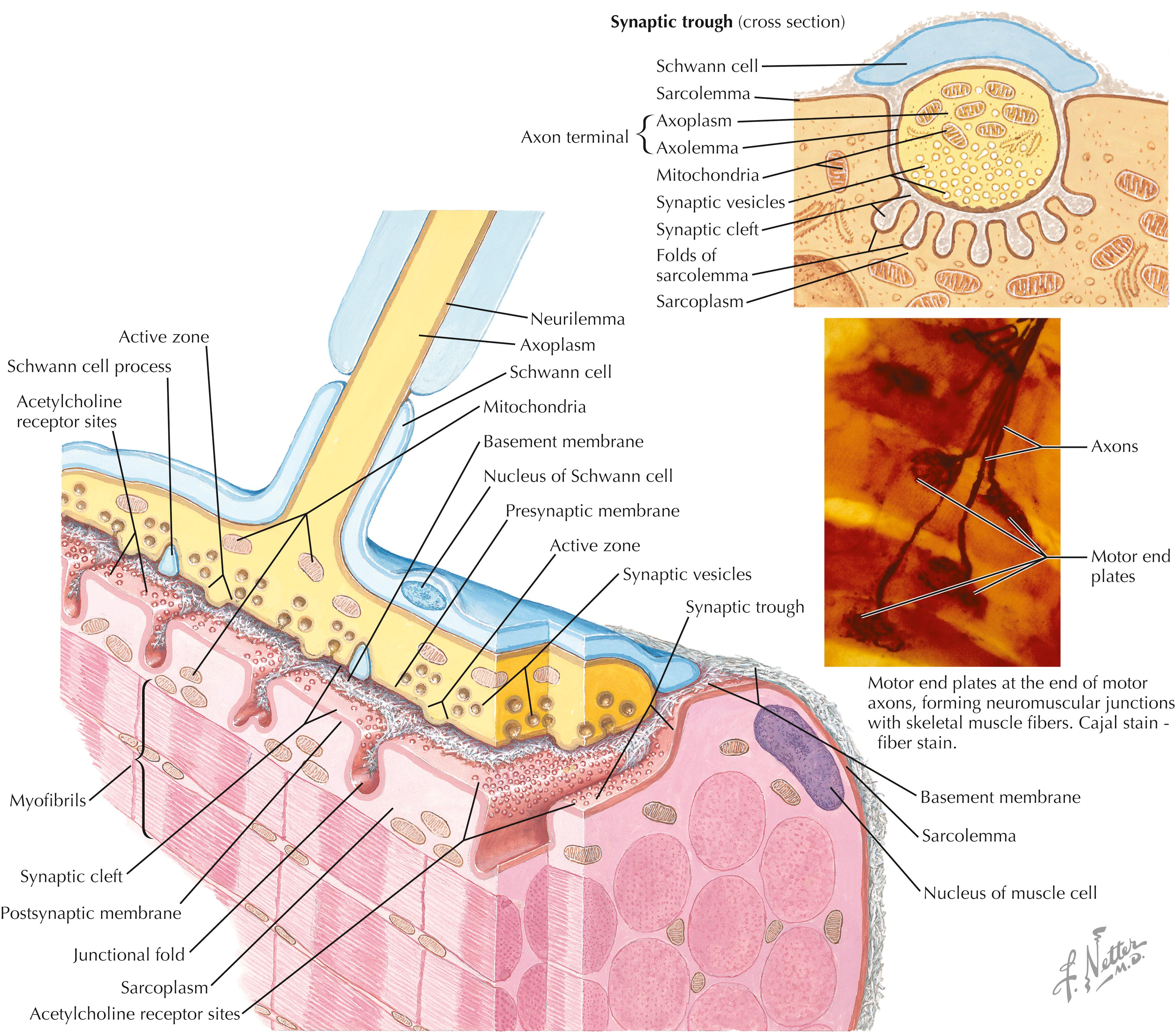Peripheral Nervous System - Clinical Tree