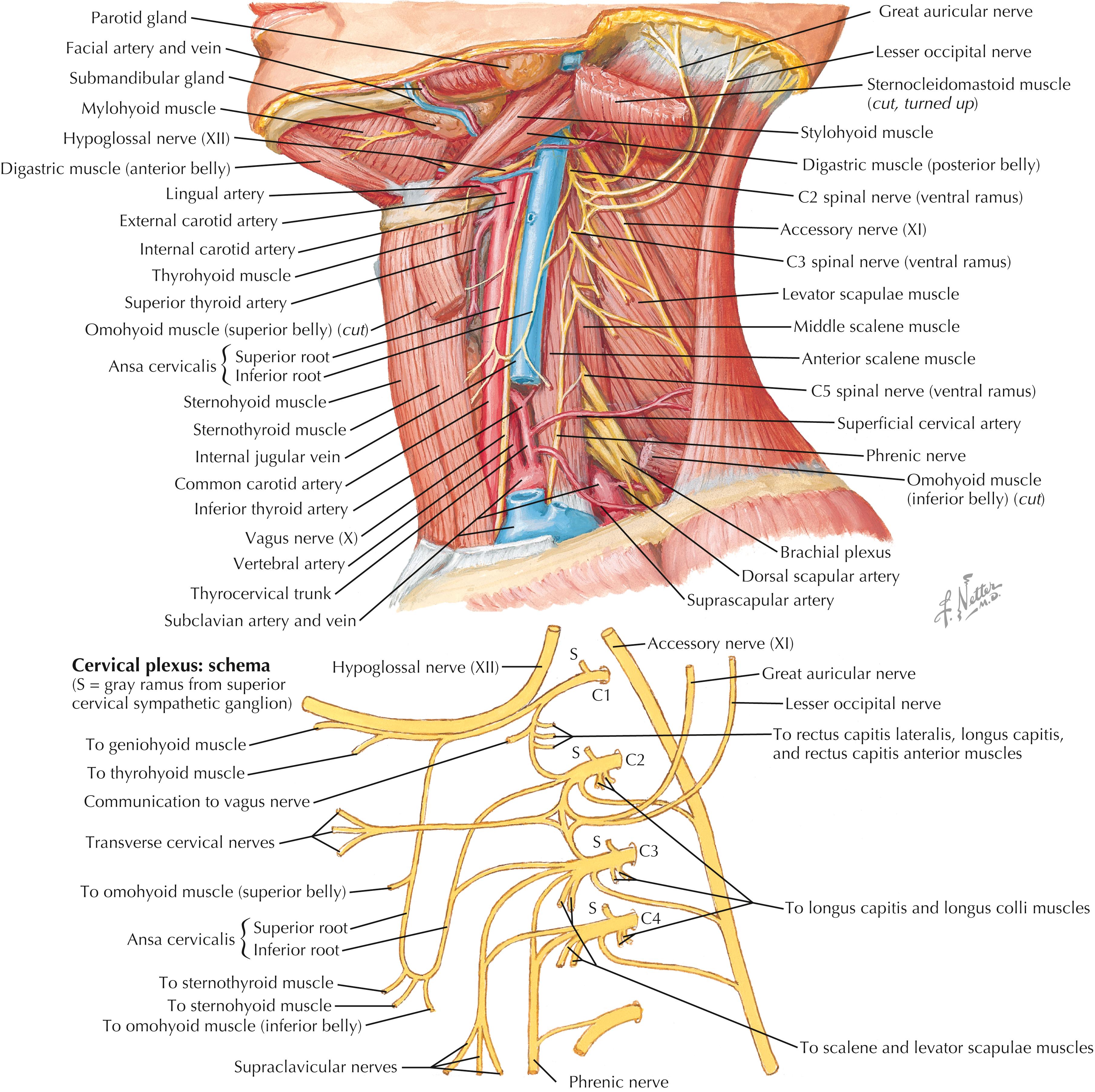 Peripheral Nervous System - Clinical Tree