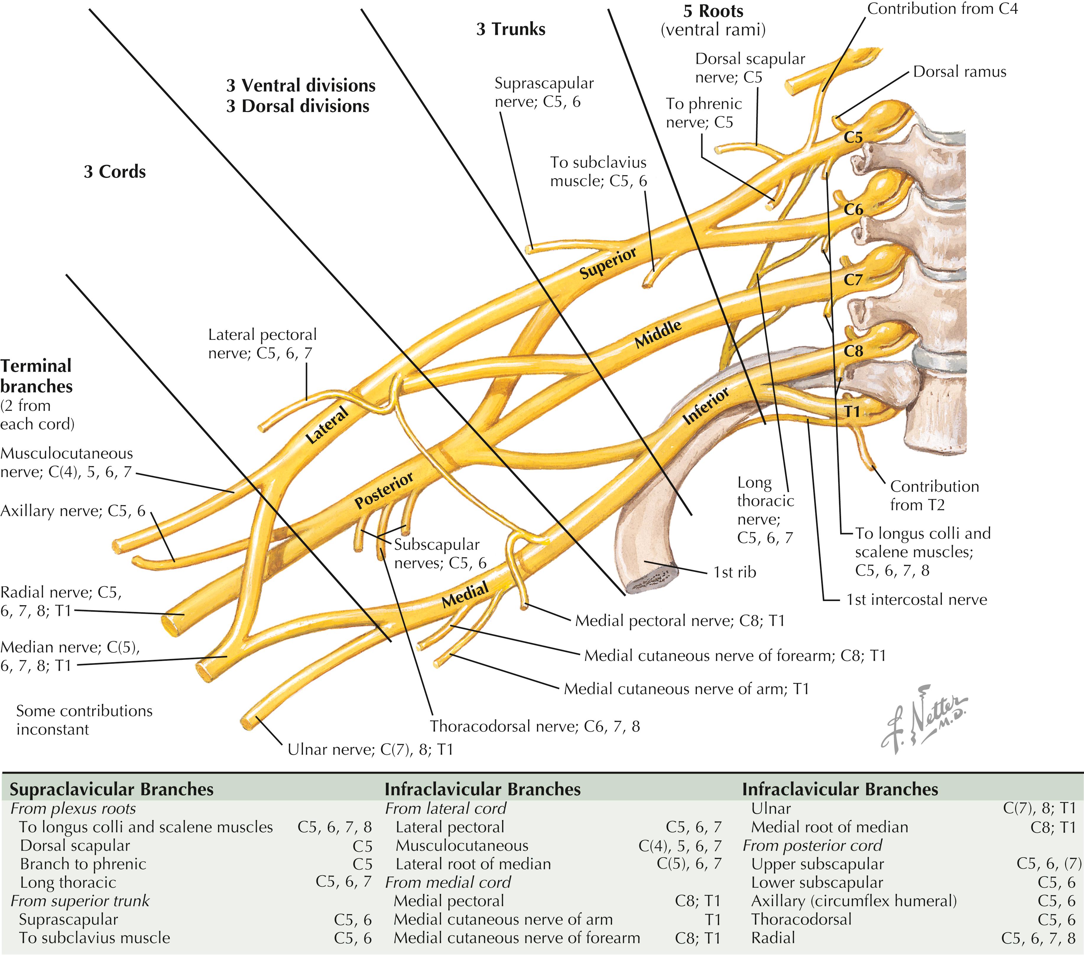 Peripheral Nervous System - Clinical Tree