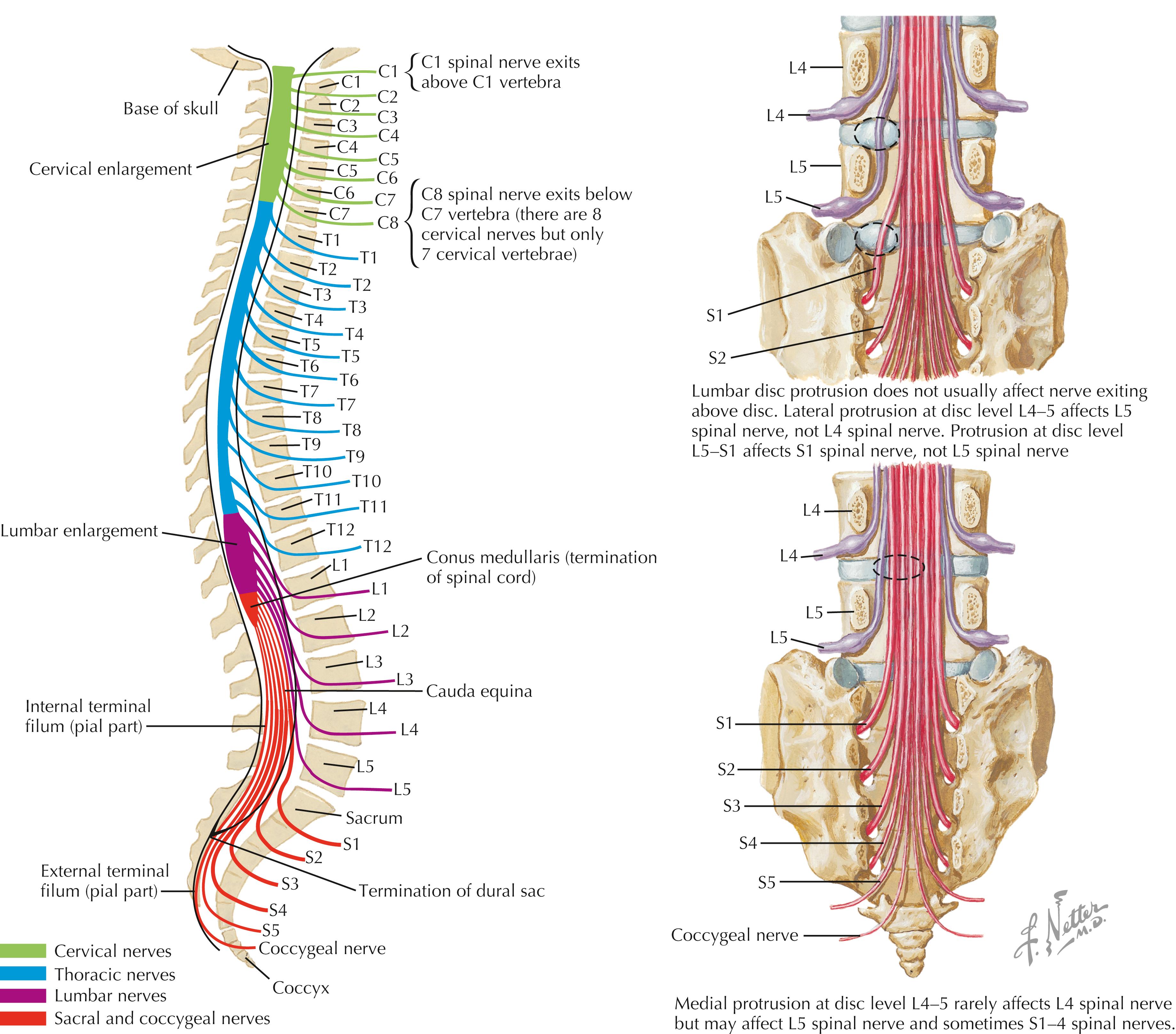 Peripheral Nervous System - Clinical Tree