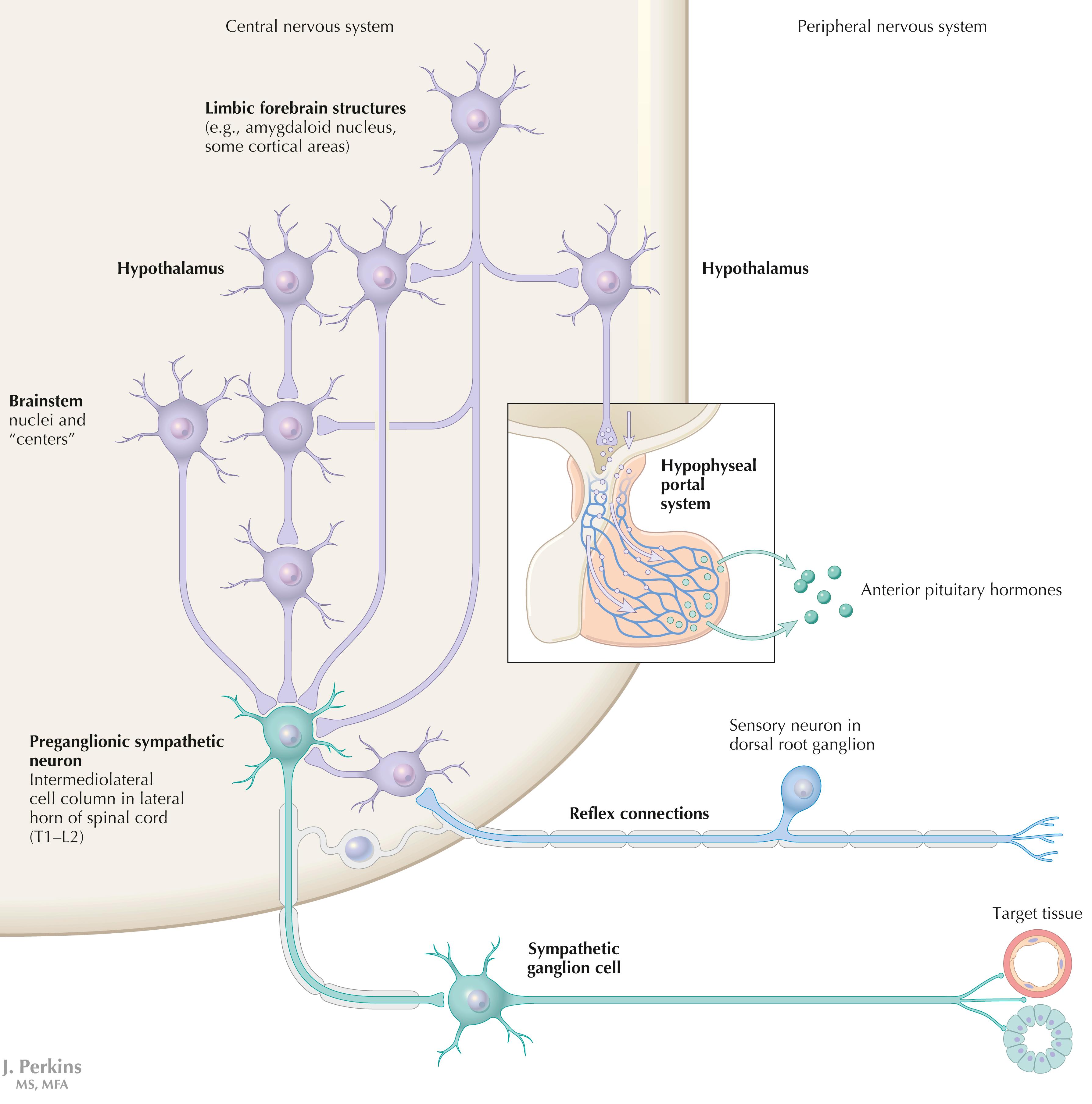 Peripheral Nervous System - Clinical Tree