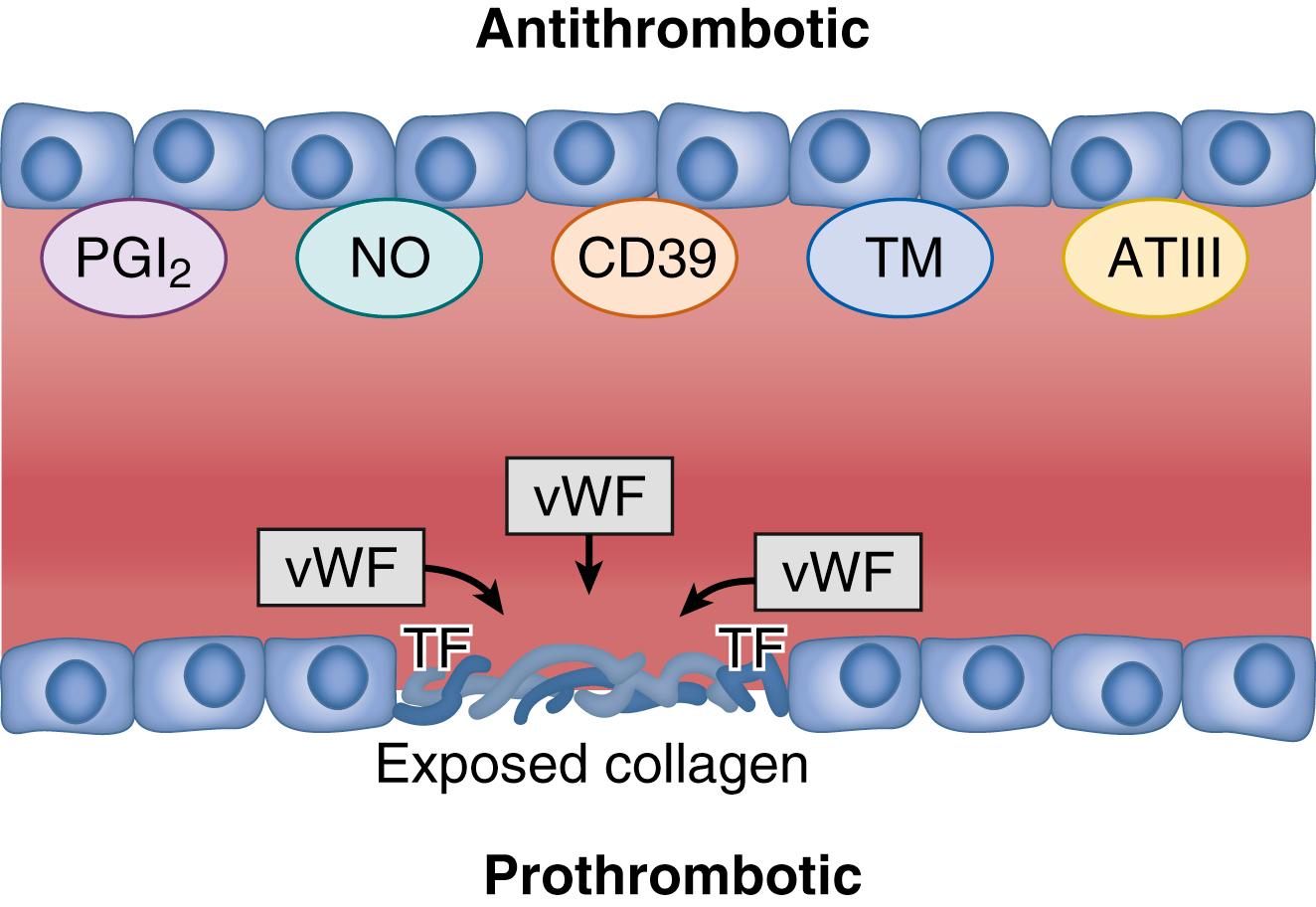 Platelet–Vessel Wall Interactions - Clinical Tree