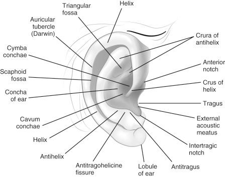 Postmortem Examination of Fetuses and Infants - Clinical Tree