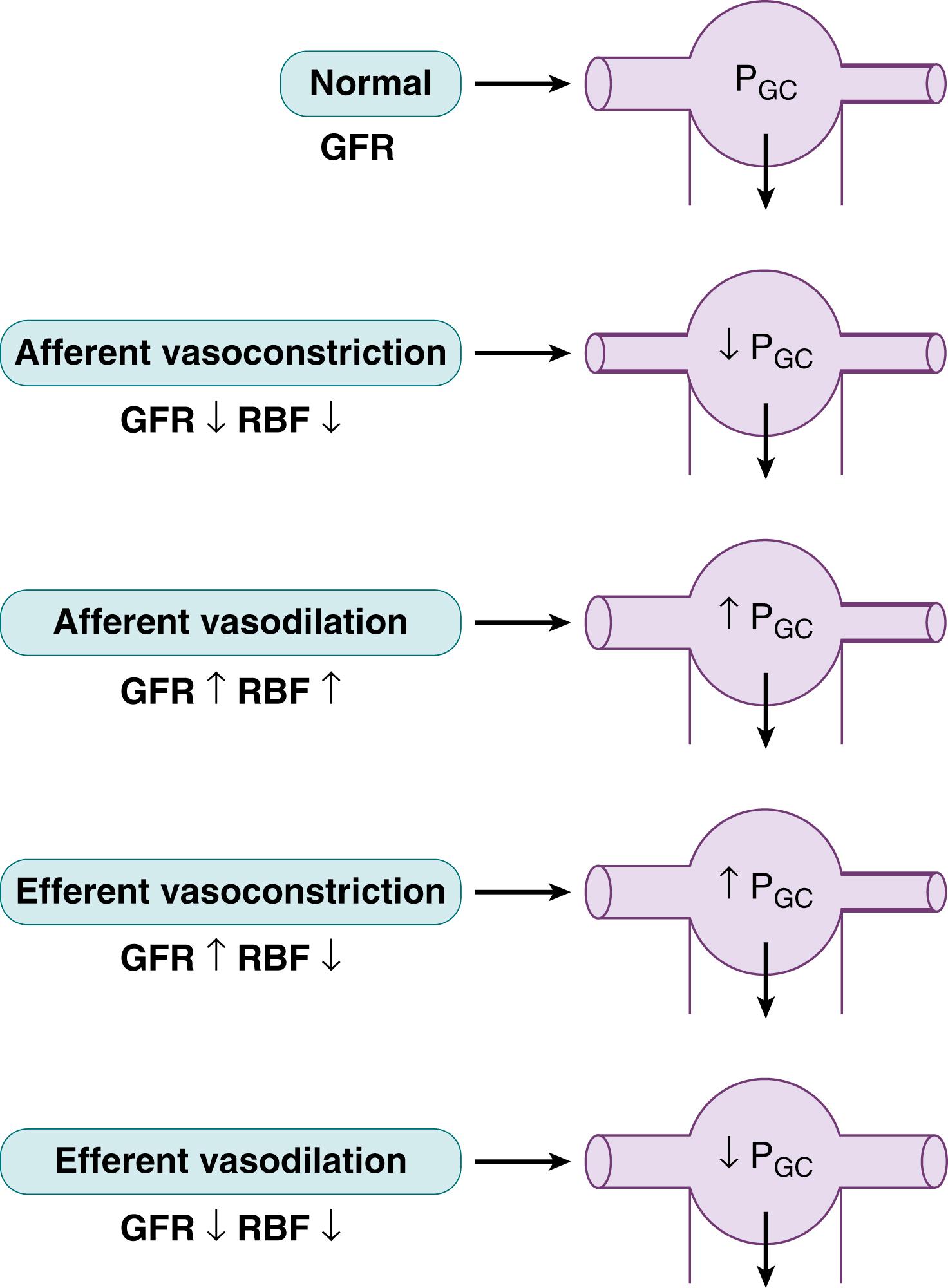 Postnatal Development of Glomerular Filtration Rate in Neonates ...