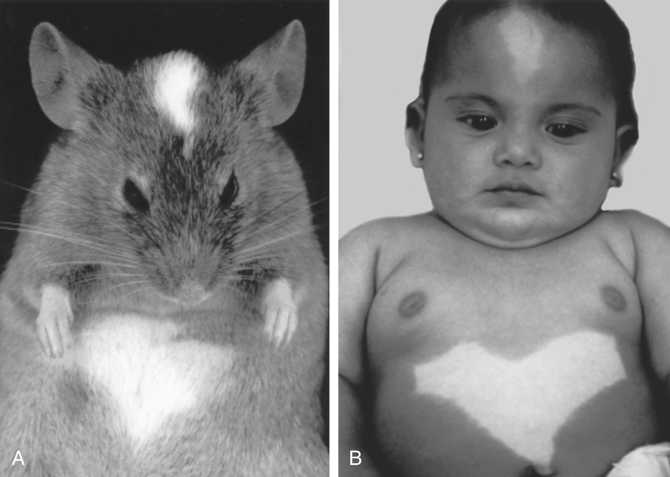 Principles and Mechanisms of Morphogenesis and Dysmorphogenesis ...