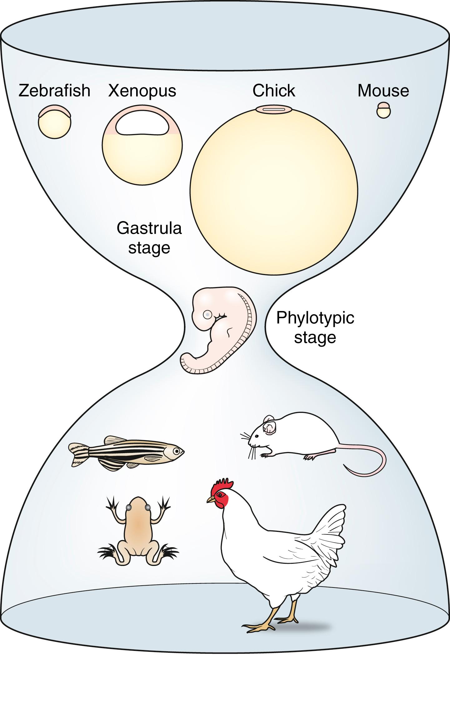 Principles and Mechanisms of Morphogenesis and Dysmorphogenesis ...