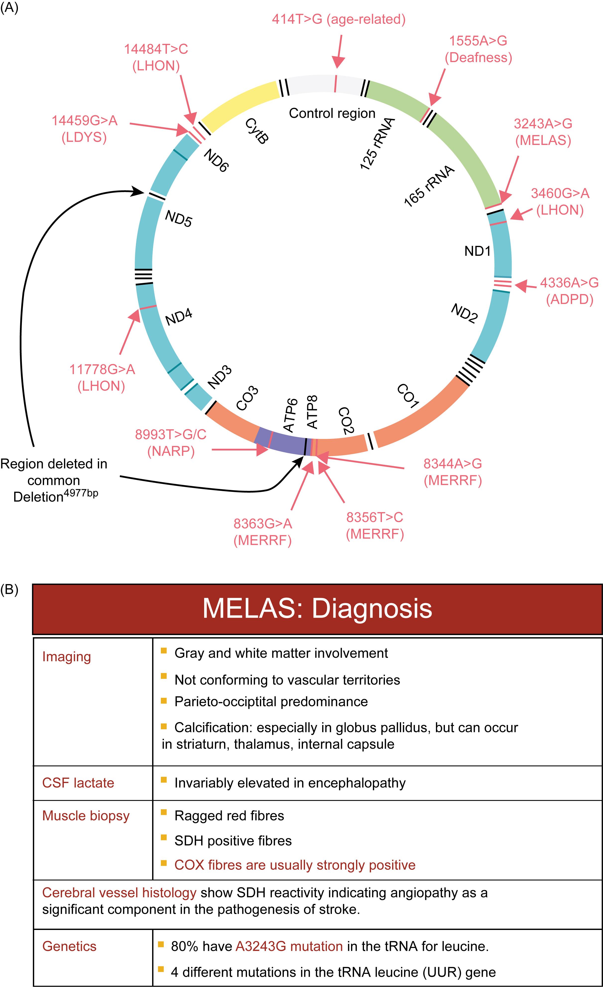 Protein Biosynthesis - Clinical Tree