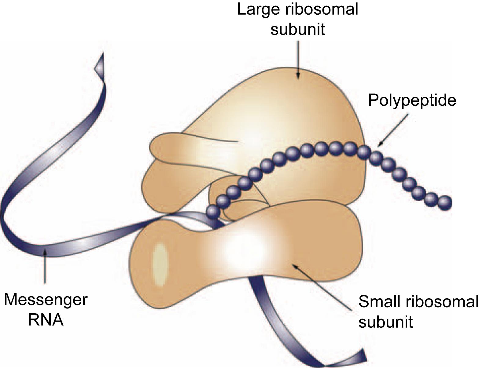 Protein Biosynthesis - Clinical Tree