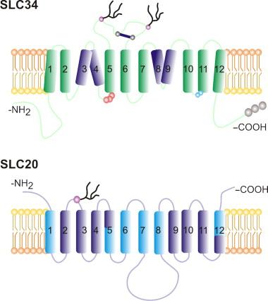 Proximal Tubular Handling of Phosphate - Clinical Tree