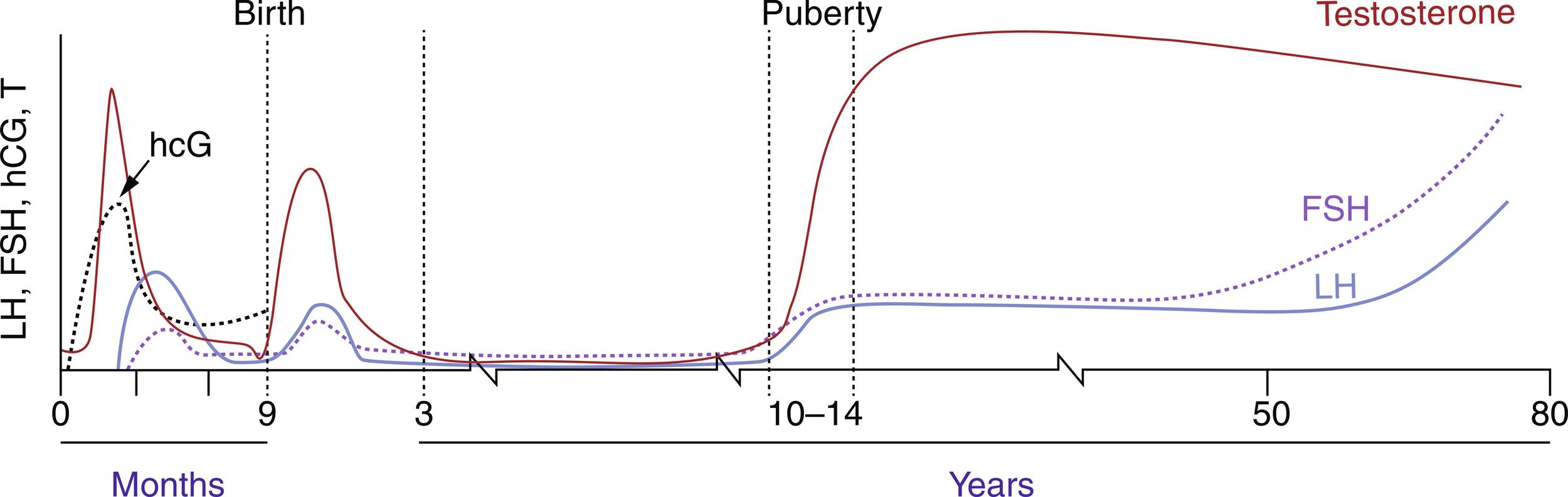 Puberty and Its Disorders in the Male - Clinical Tree
