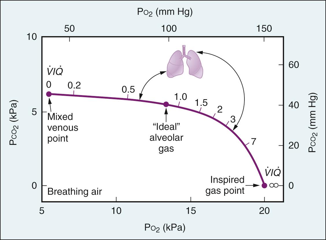 Pulmonary Physiology - Clinical Tree