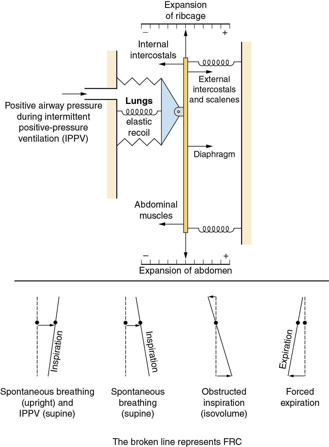 Pulmonary ventilation - Clinical Tree