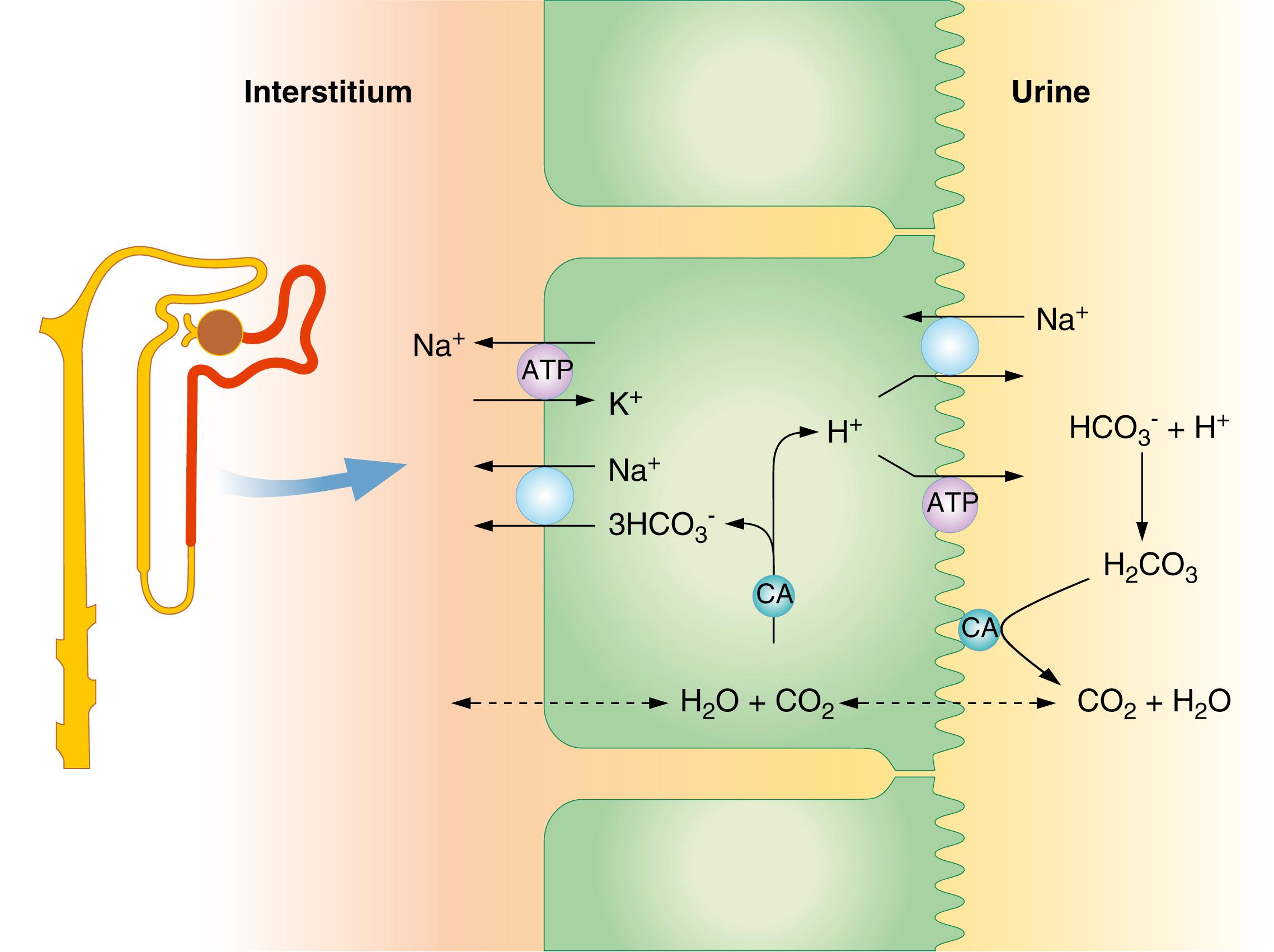 Regulation of Acid-Base Balance in the Fetus and Neonate - Clinical Tree