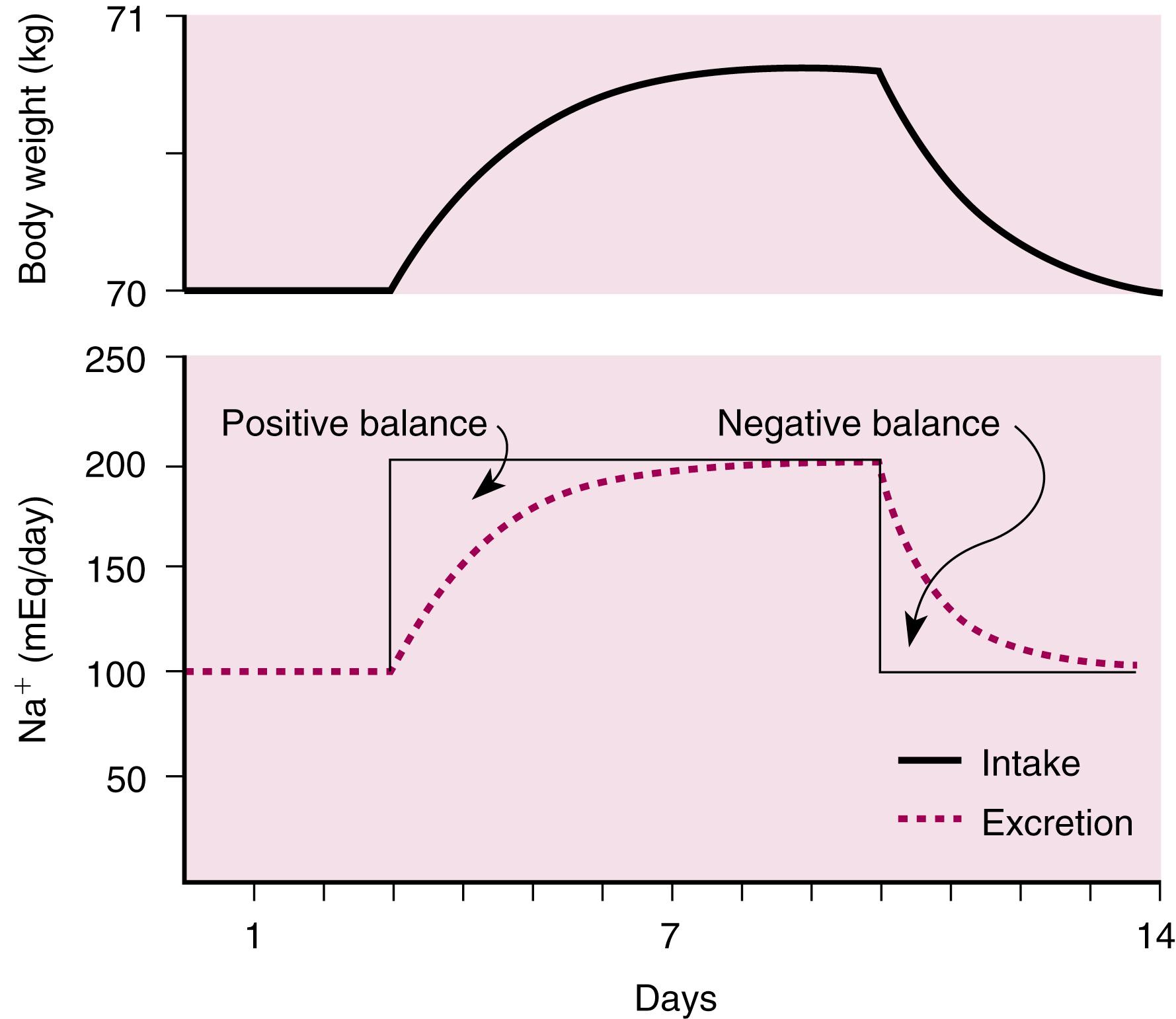Regulation of Extracellular Fluid Volume and NaCl Balance - Clinical Tree