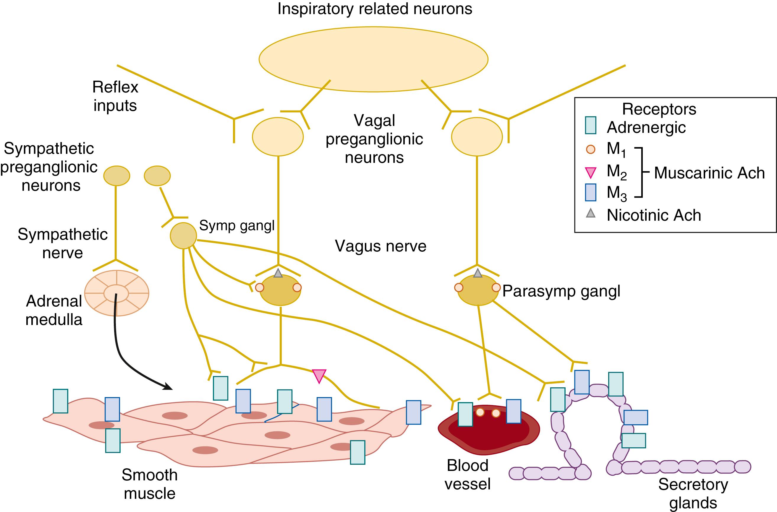 Regulation of Lower Airway Function - Clinical Tree