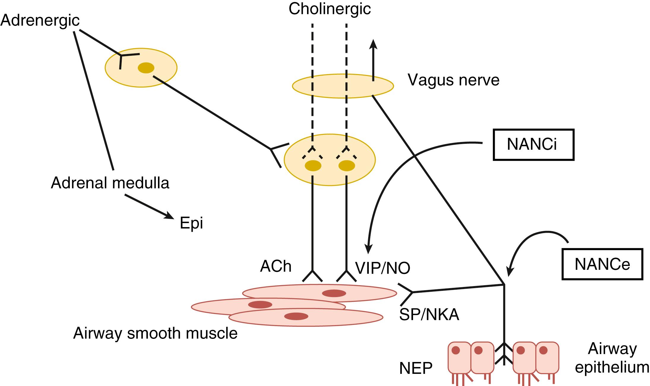 Regulation of Lower Airway Function - Clinical Tree