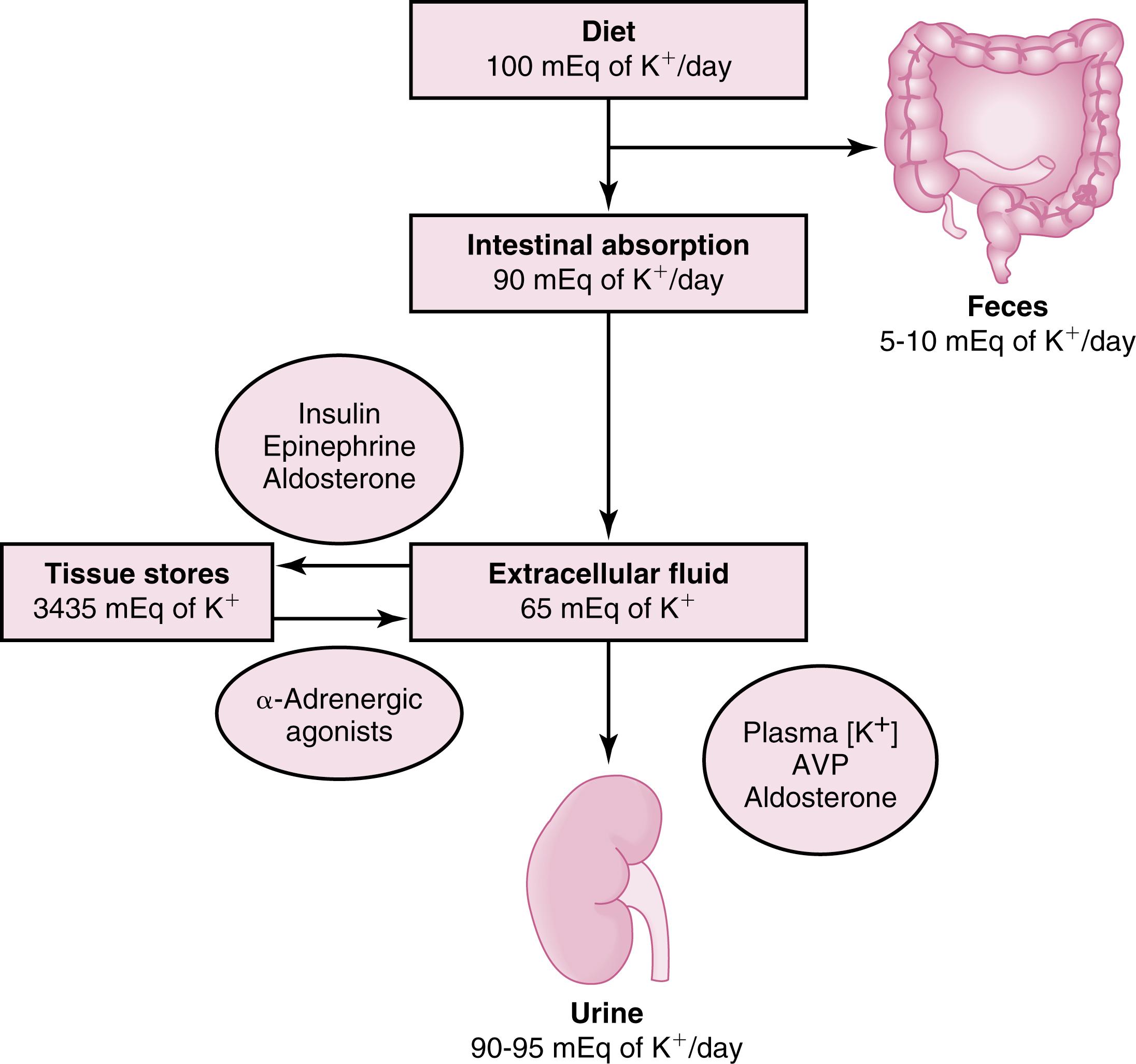 Regulation of Potassium Balance - Clinical Tree