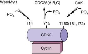 Regulation of the Cell Cycle - Clinical Tree