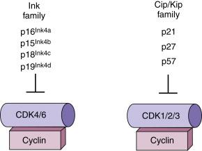 Regulation of the Cell Cycle - Clinical Tree