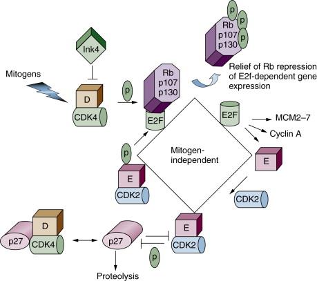 Regulation of the Cell Cycle - Clinical Tree