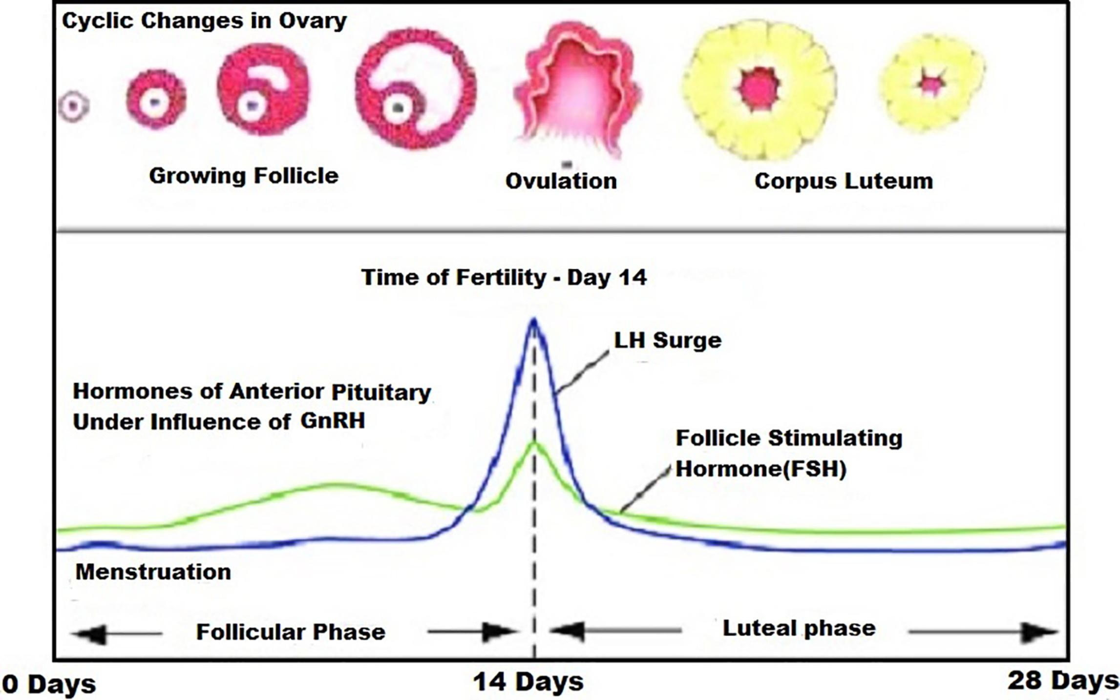 Reproductive cycle - Clinical Tree