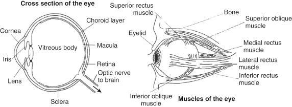 Retrobulbar Block - Clinical Tree
