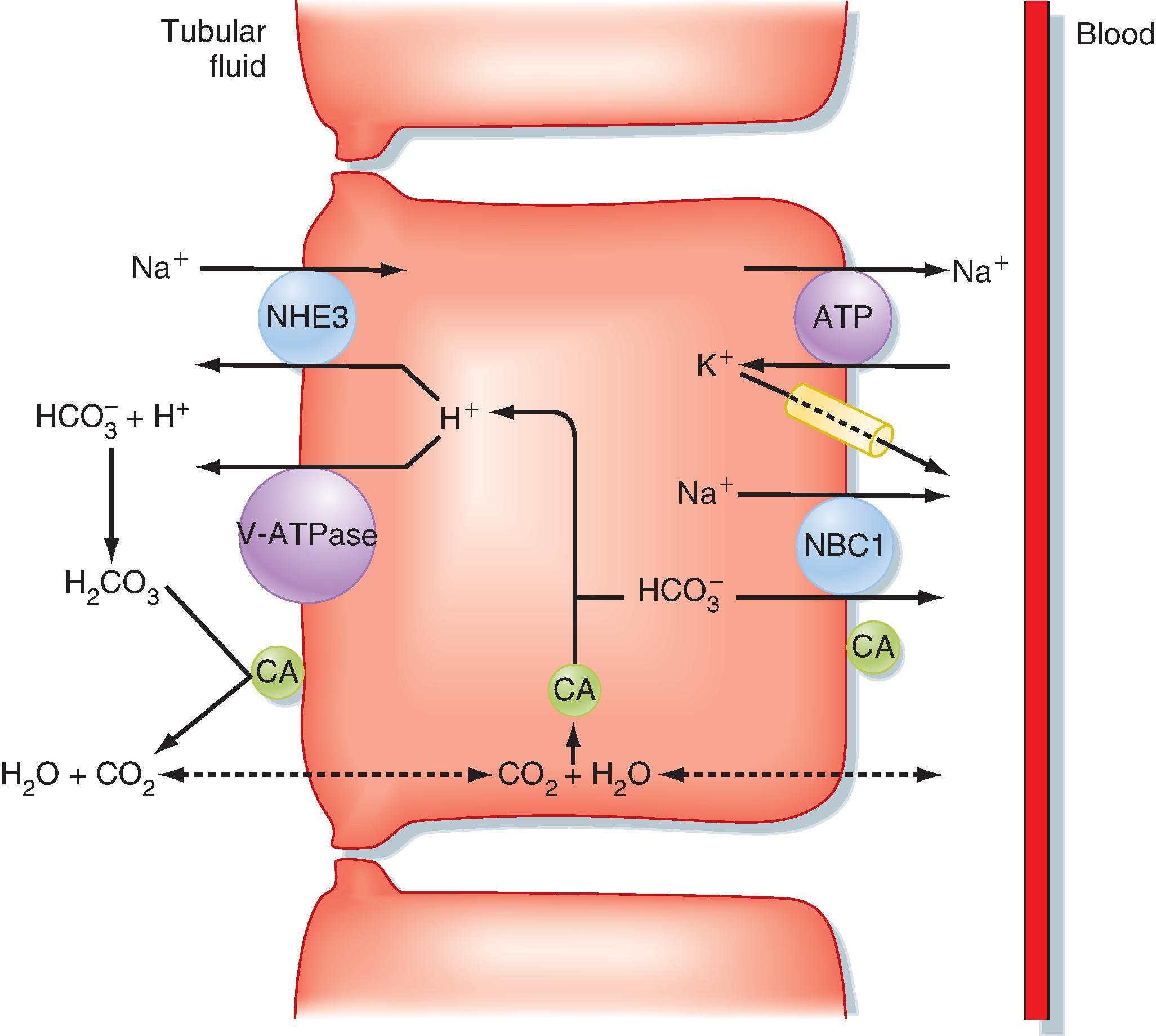 Role of the Kidneys in the Regulation of Acid-Base Balance - Clinical Tree