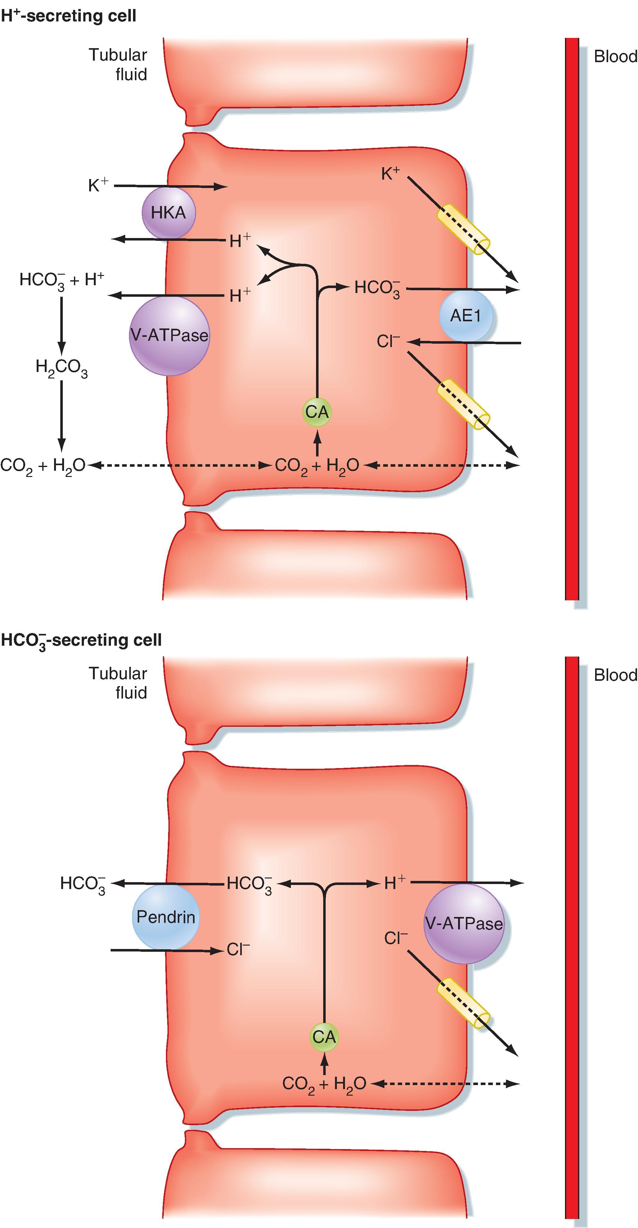 Role of the Kidneys in the Regulation of Acid-Base Balance - Clinical Tree