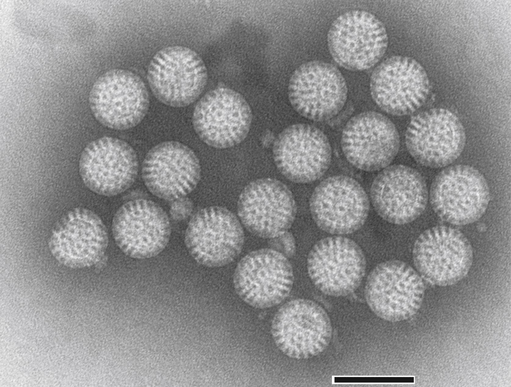 Rotaviruses - Clinical Tree