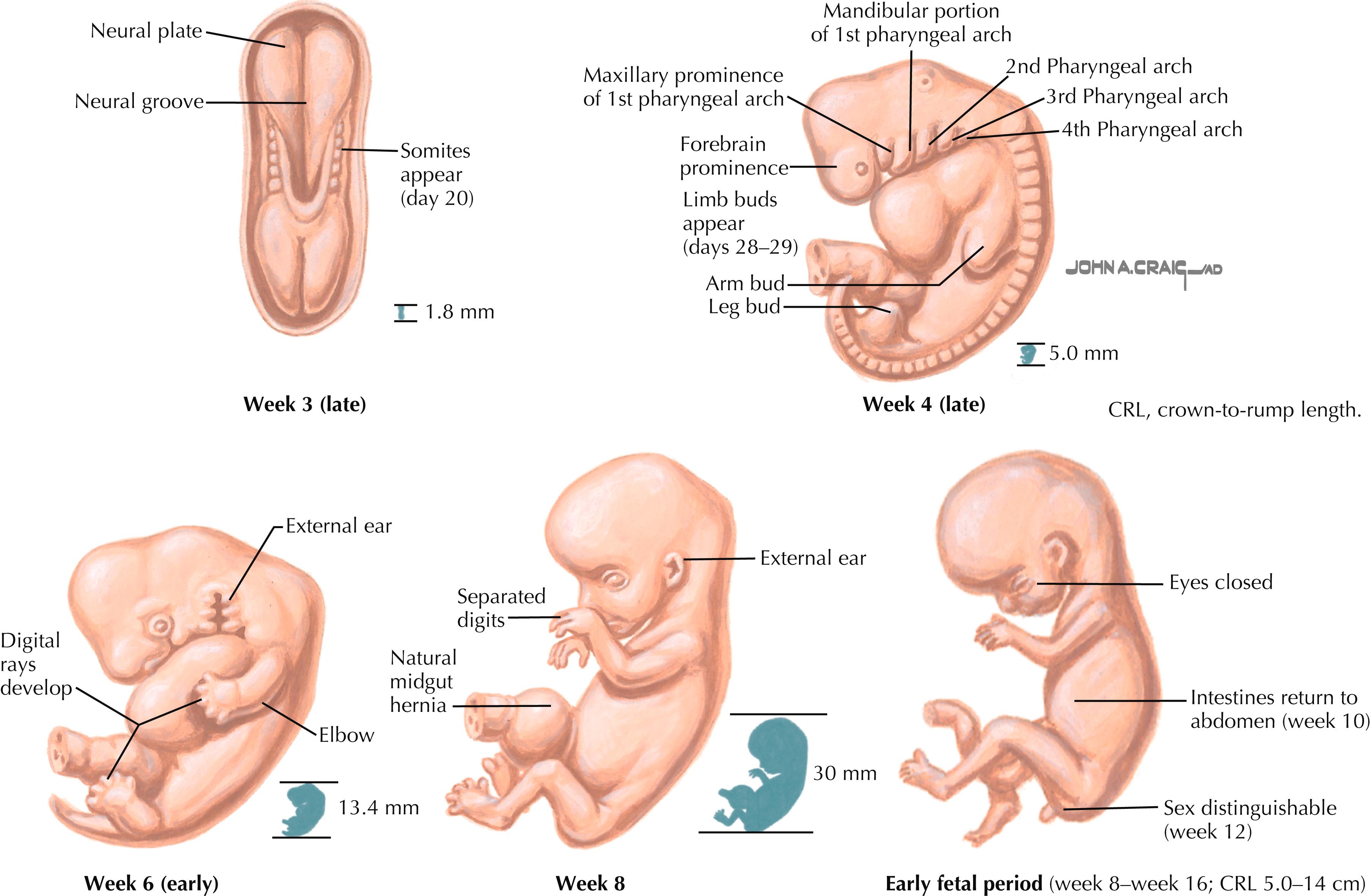 Routine Prenatal Care: First Trimester - Clinical Tree