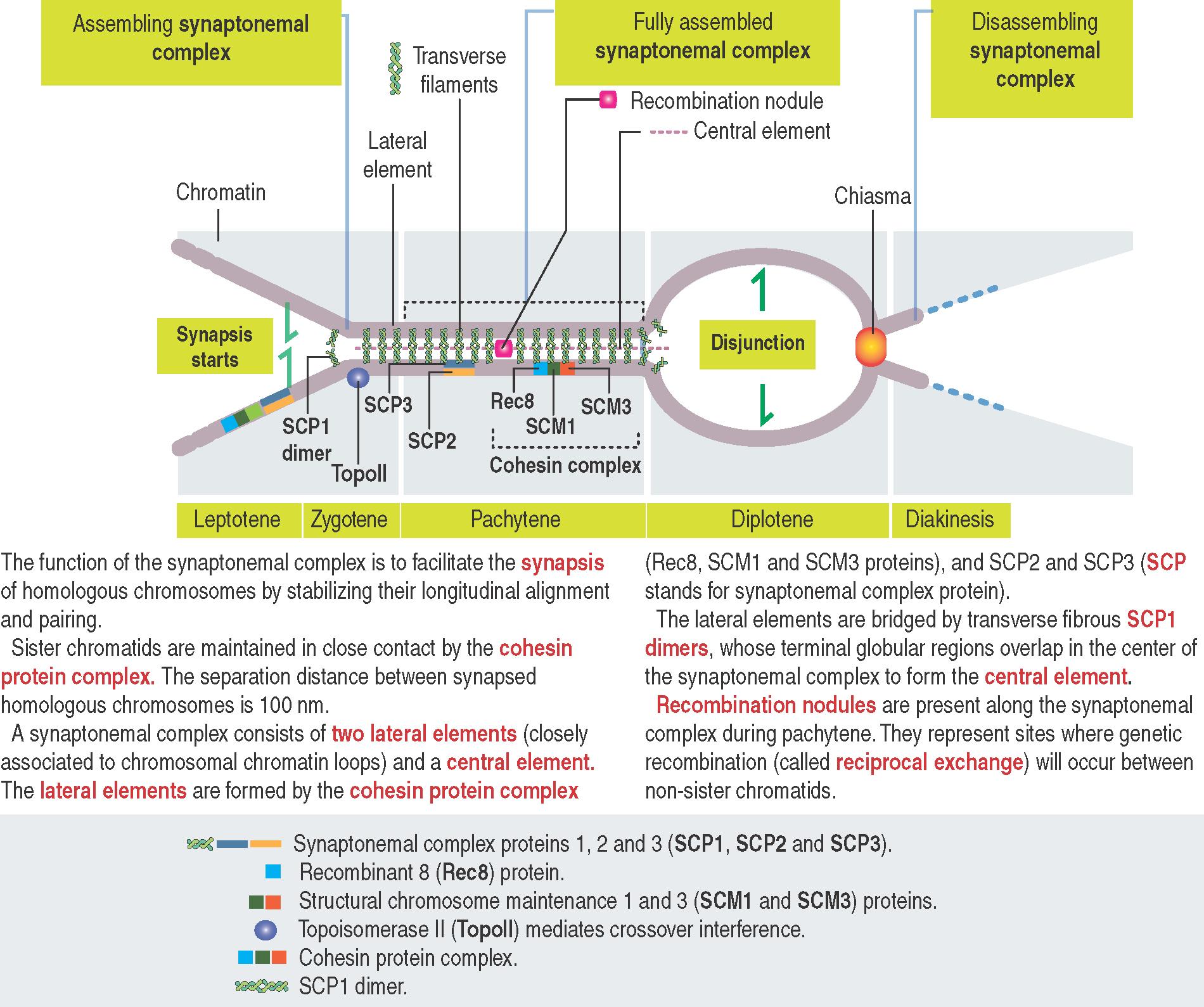 SPERMATOGENESIS - Clinical Tree