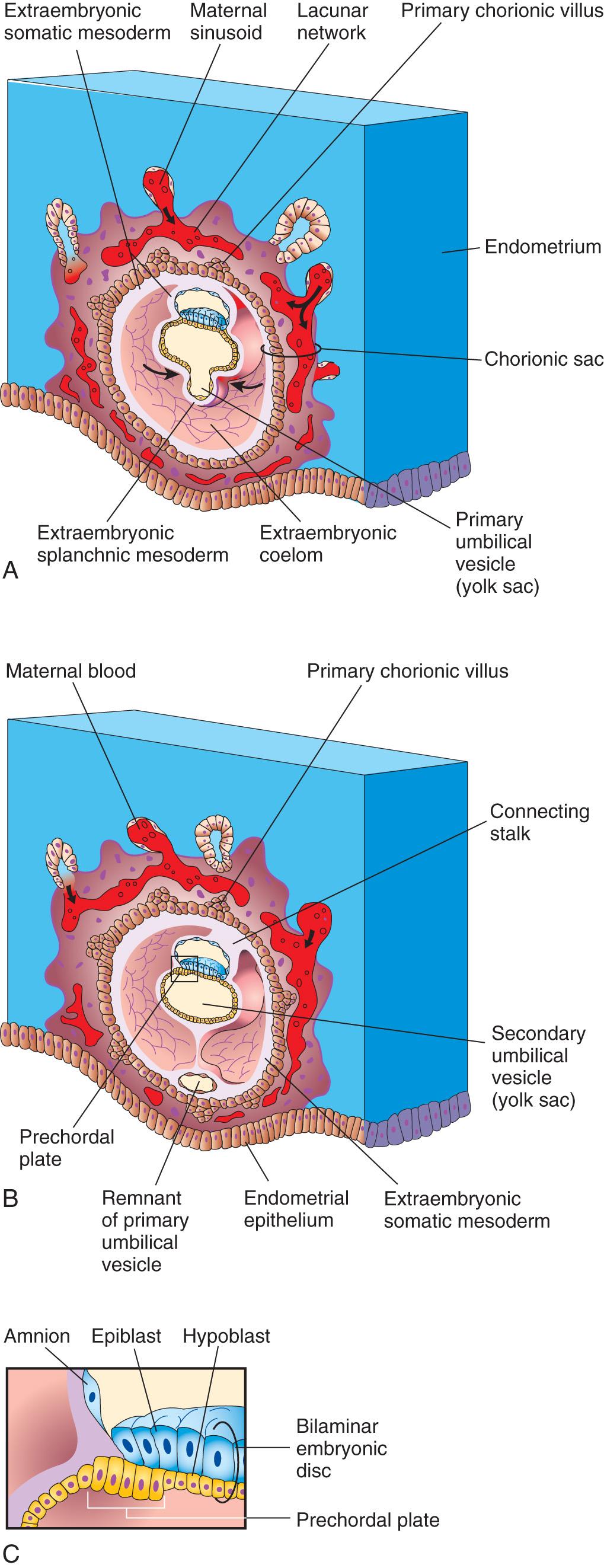 Second Week of Human Development - Clinical Tree