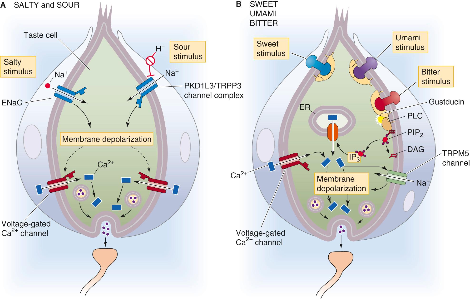 Sensory Transduction - Clinical Tree