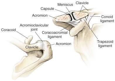 Shoulder and Arm - Clinical Tree