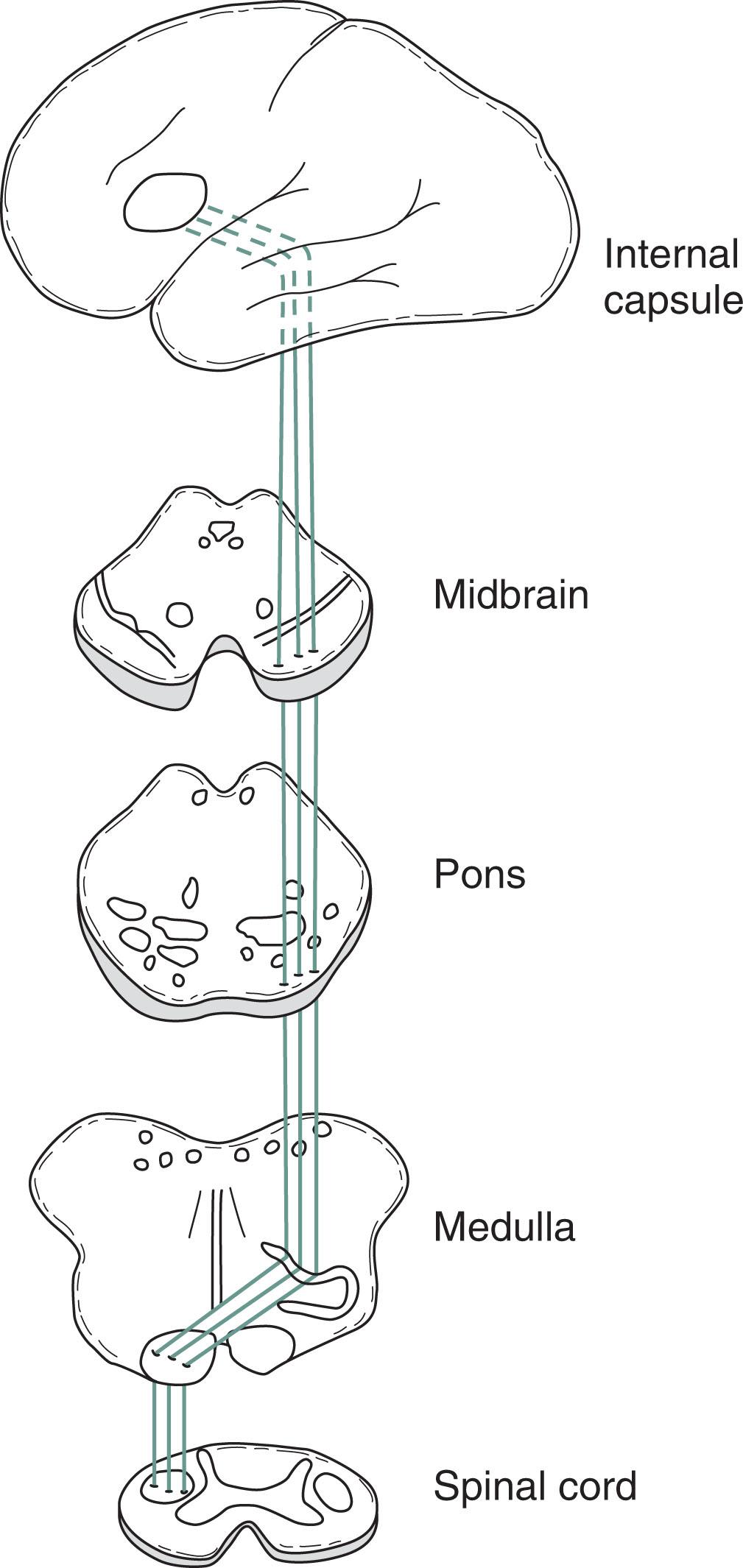 Signs of Central Nervous System Disorders - Clinical Tree