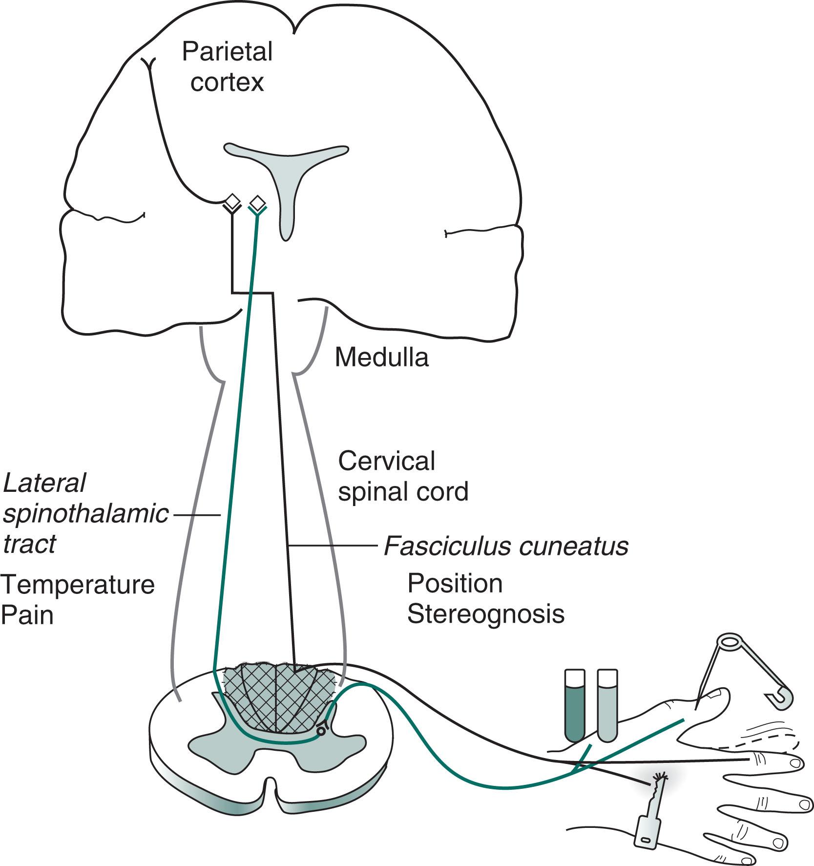 Signs of Central Nervous System Disorders - Clinical Tree