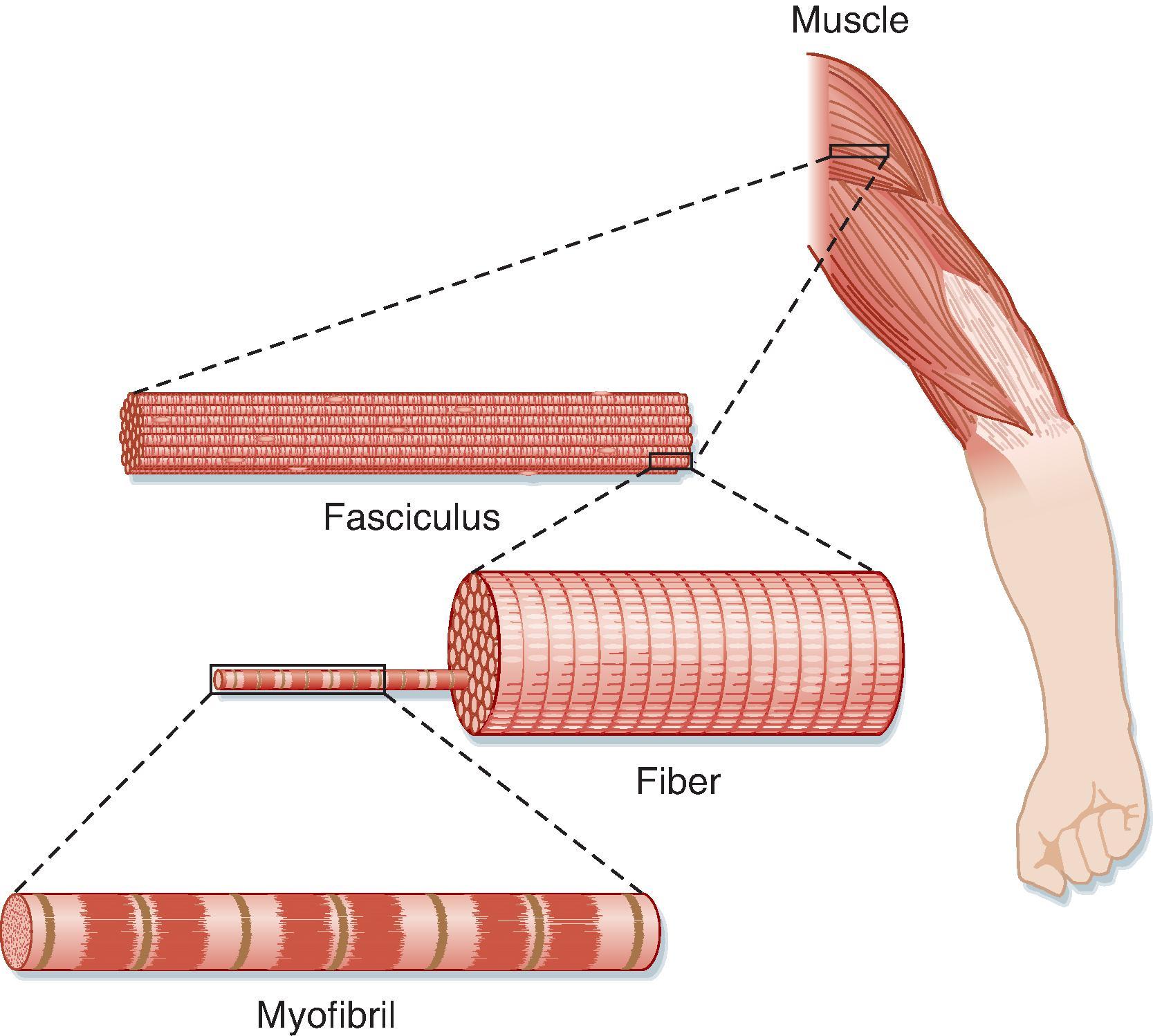 Skeletal Muscle Physiology - Clinical Tree