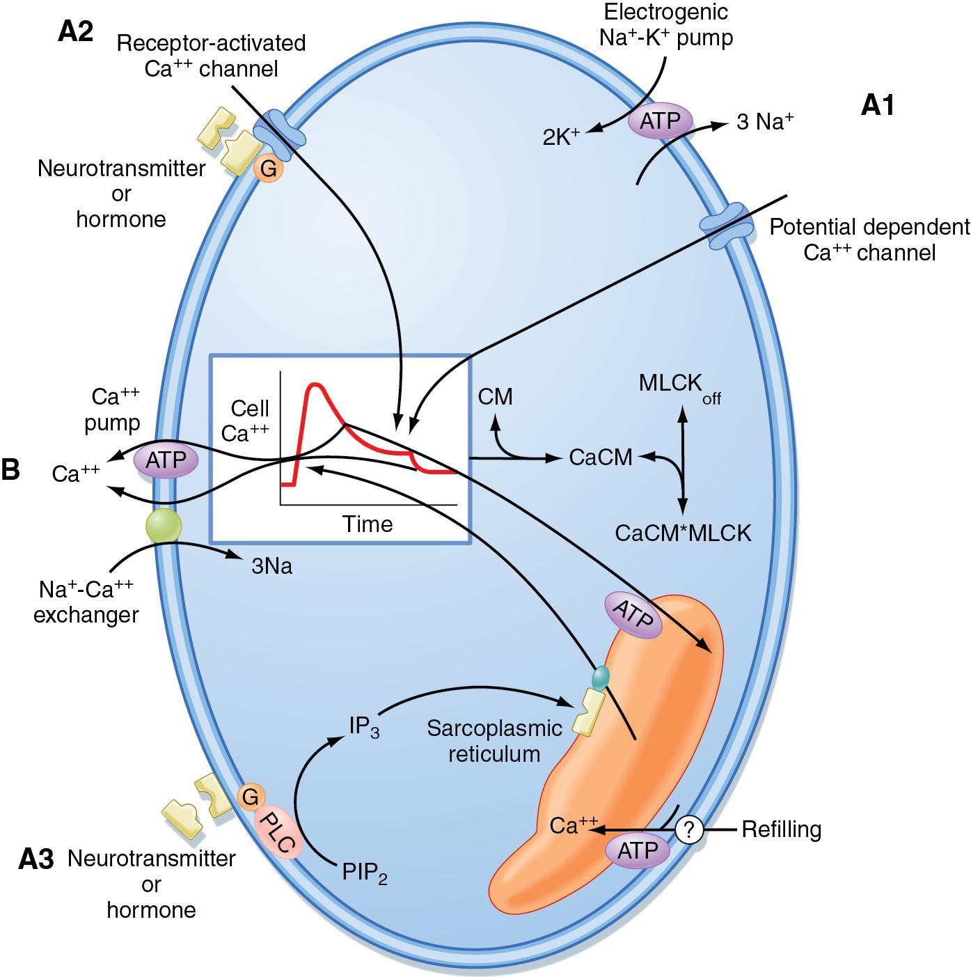Smooth muscle - Clinical Tree