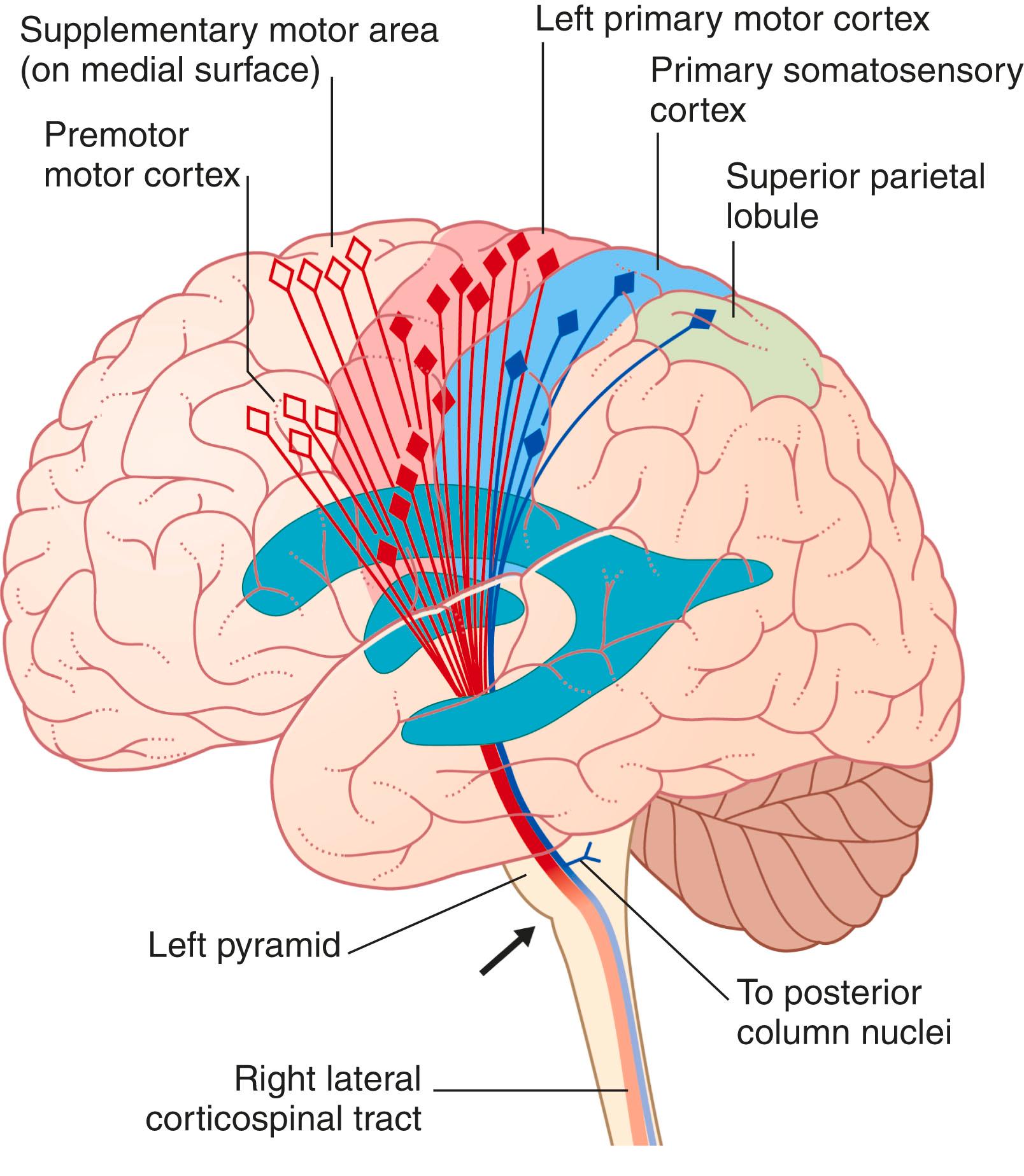 Spinal Cord: Descending Pathways - Clinical Tree