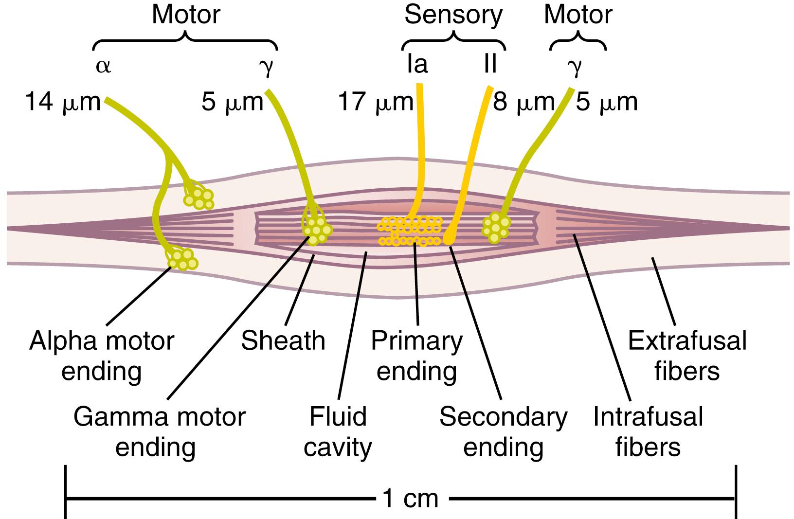 Spinal Cord Motor Functions; the Cord Reflexes - Clinical Tree