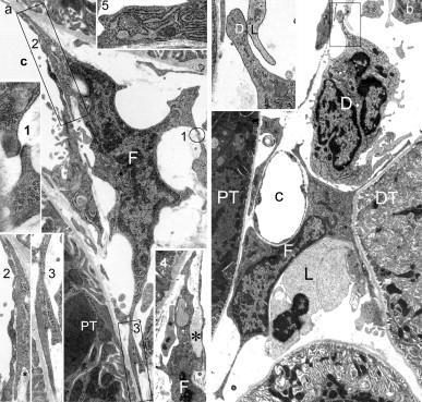 Structural Organization of the Mammalian Kidney - Clinical Tree