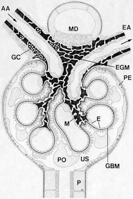 Structural Organization of the Mammalian Kidney - Clinical Tree