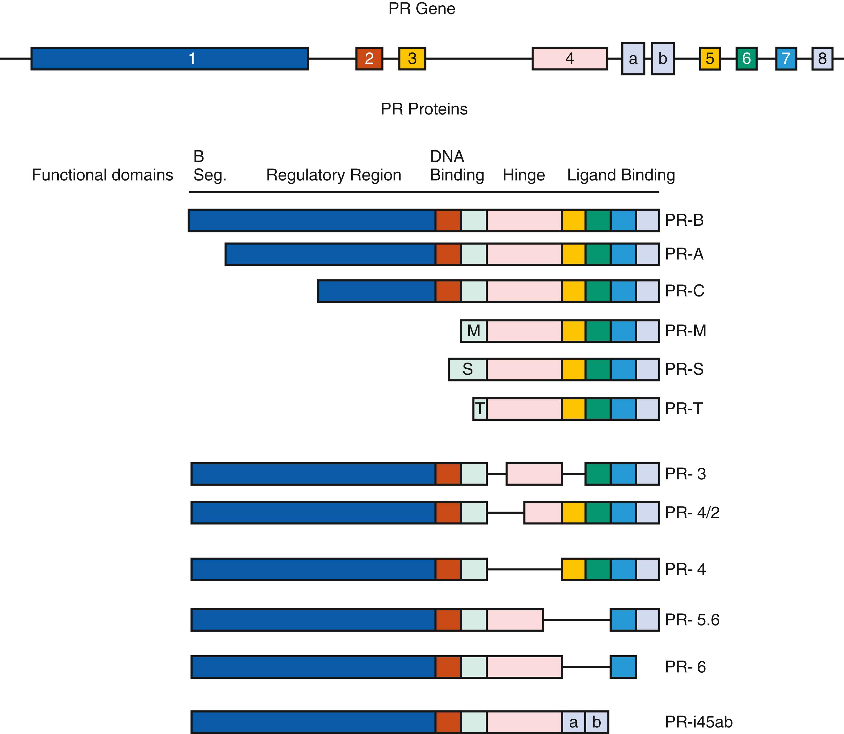 Structure, Function, and Evaluation of the Female Reproductive Tract ...