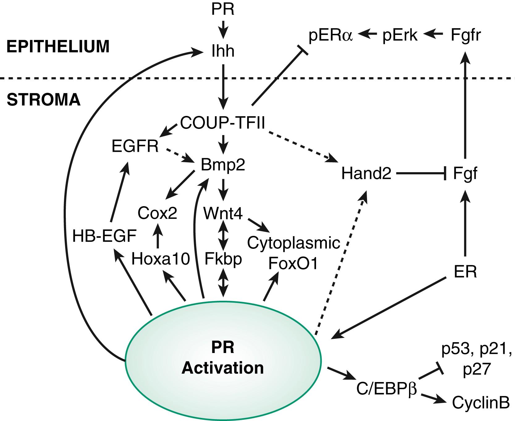 Structure, Function, and Evaluation of the Female Reproductive Tract ...