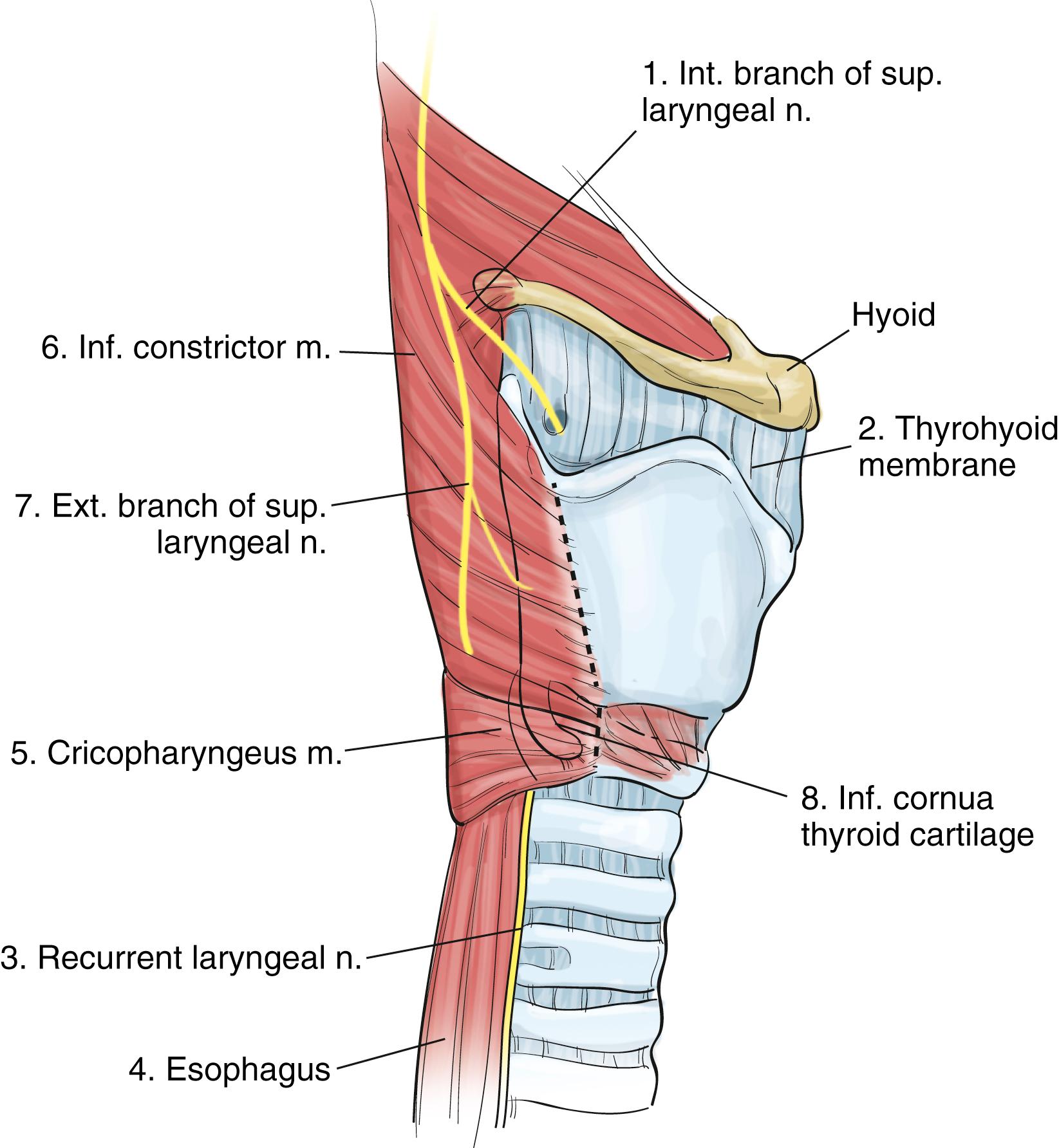 Supracricoid Partial Laryngectomy - Clinical Tree Supracricoid Partial Laryngectomy - Clinical Tree