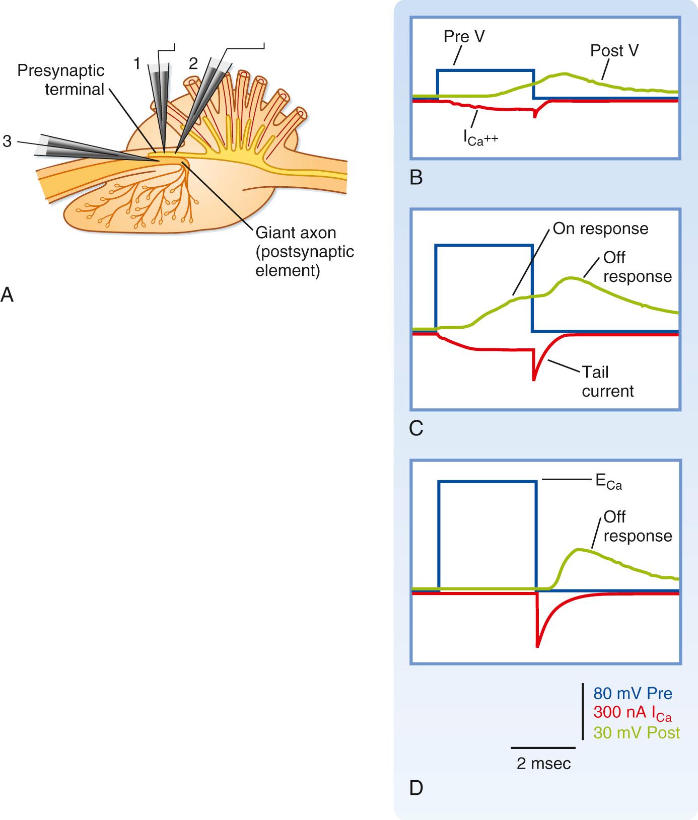 Synaptic Transmission - Clinical Tree