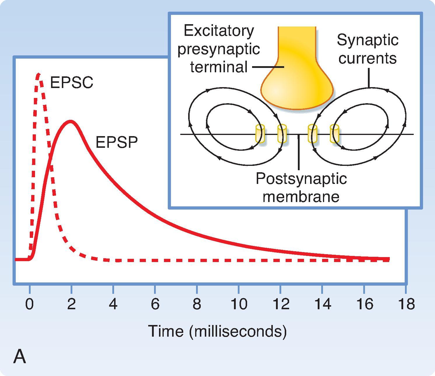 Synaptic Transmission - Clinical Tree